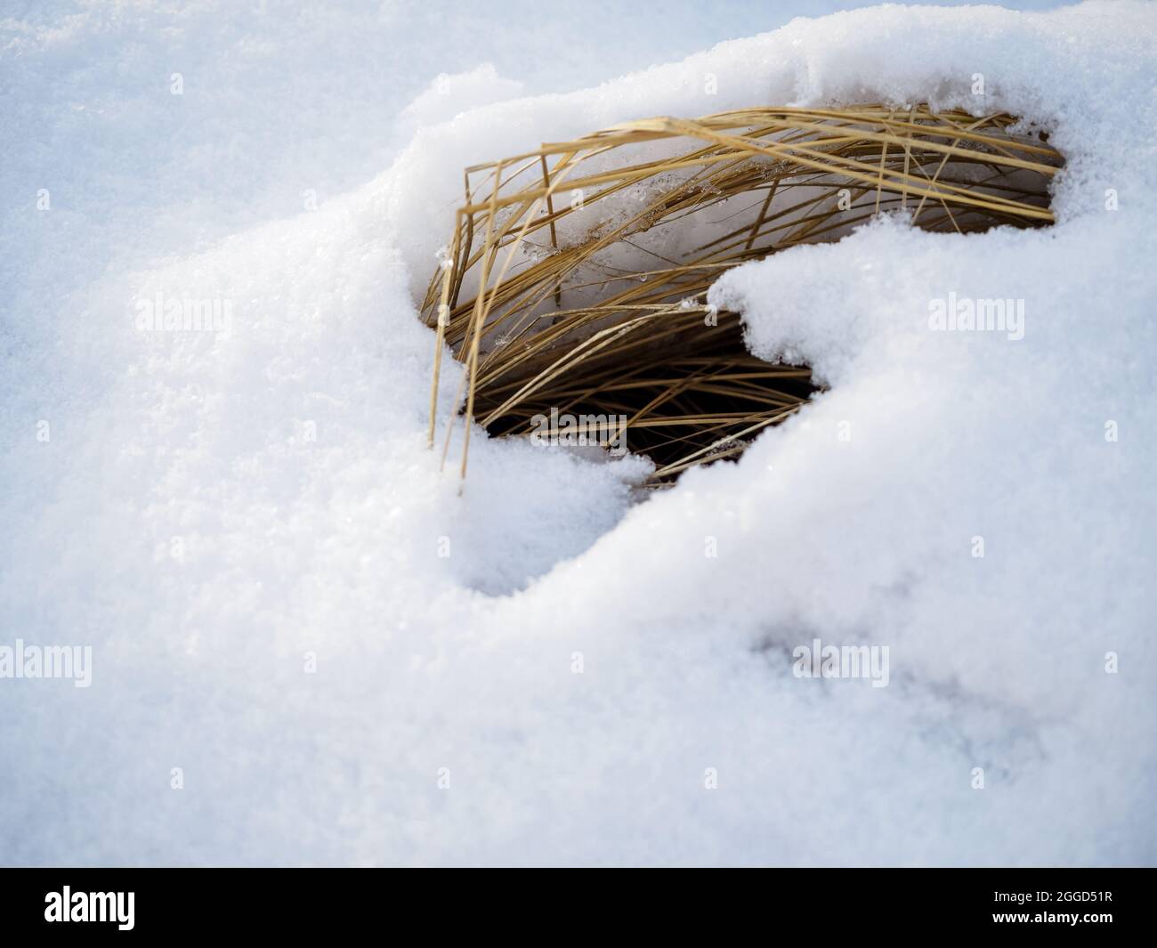 faded grass covered with frsh snow, winter season weather Stock Photo ...