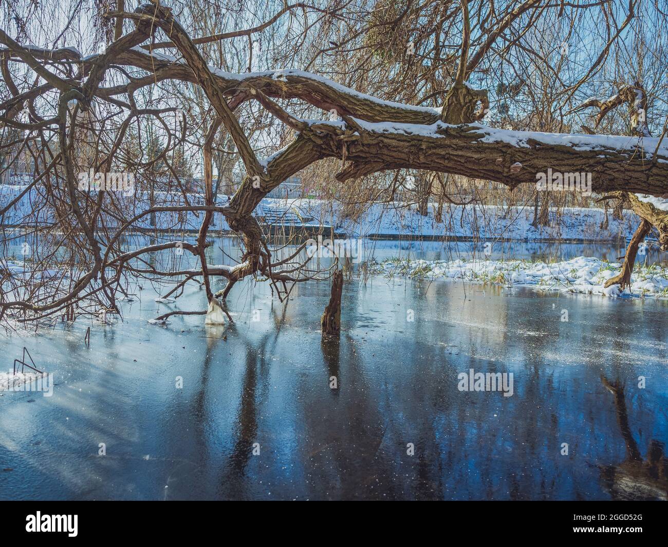 Tree branches river nature landscape hi-res stock photography and ...