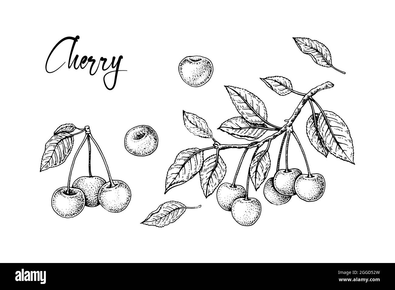 Set of hand drawn cherry design elements isolated on white background ...