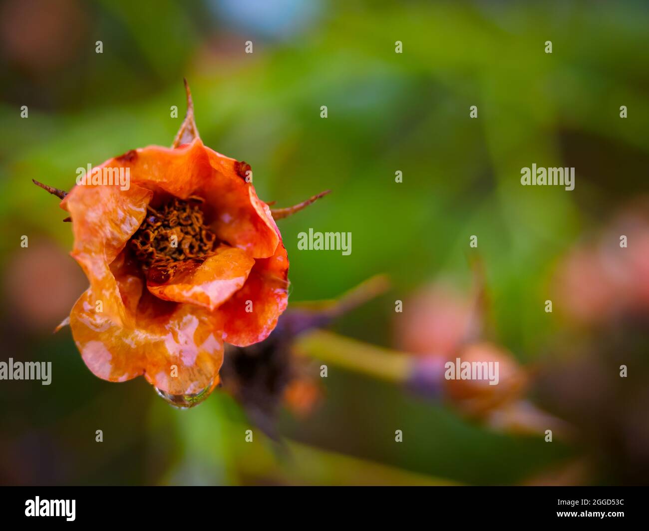 Fading autumn rose. Faded roses in garden. Rose on unfocused background ...