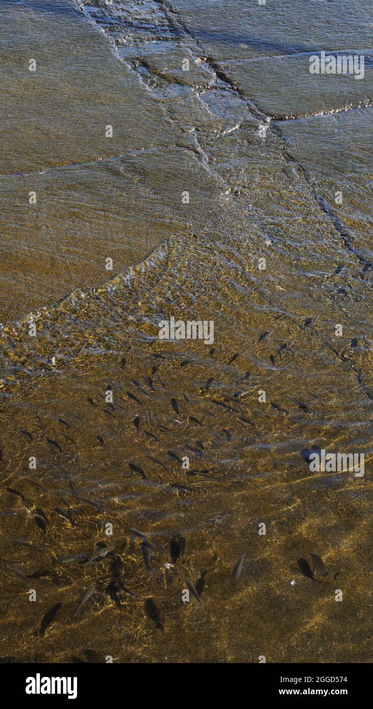 sunbathing fish in the harbor inside the sea. San Sebastian, Canary ...