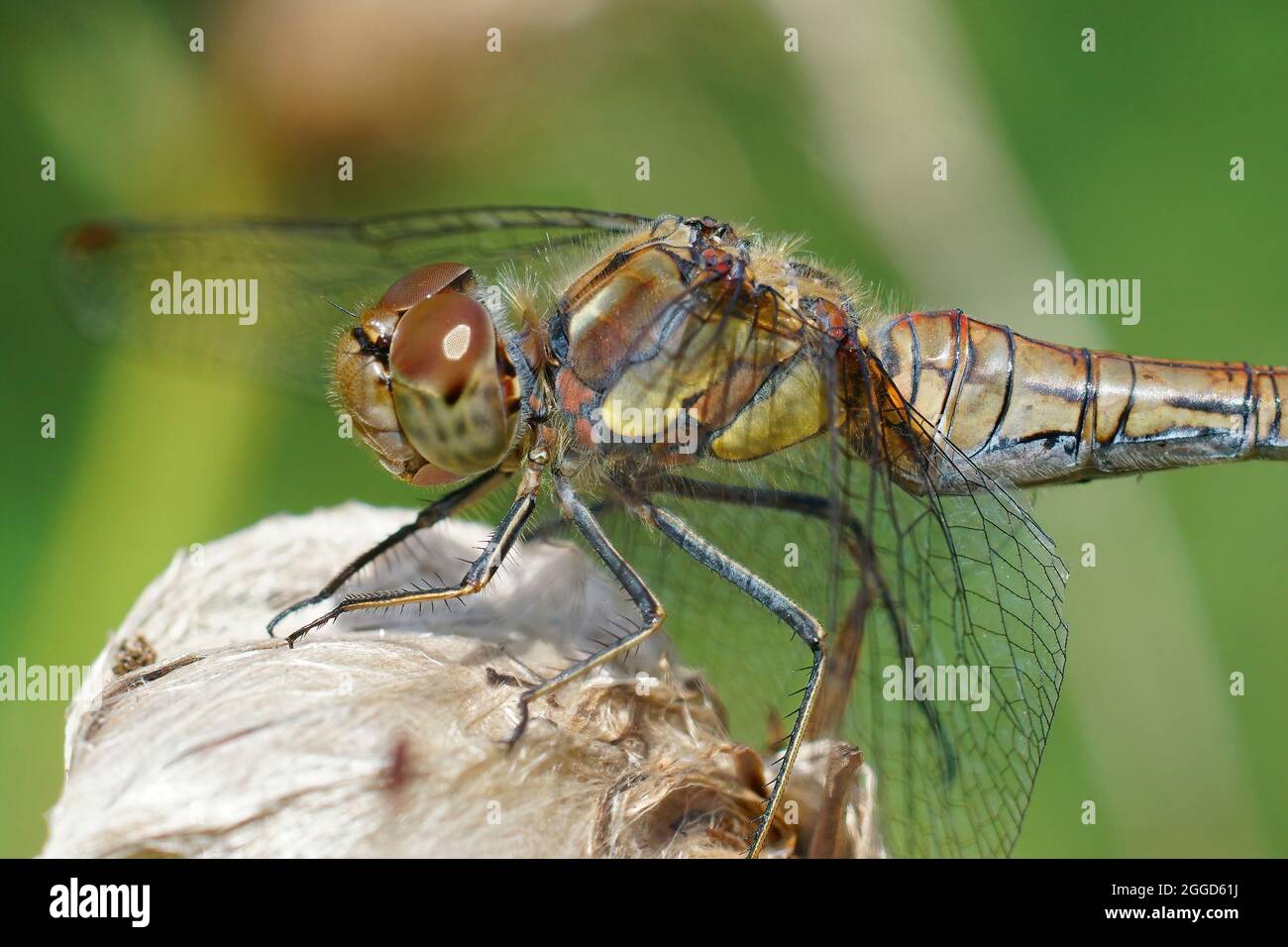 Closeup on Common darter dragonfly, Sympetrum striolatum Stock Photo ...