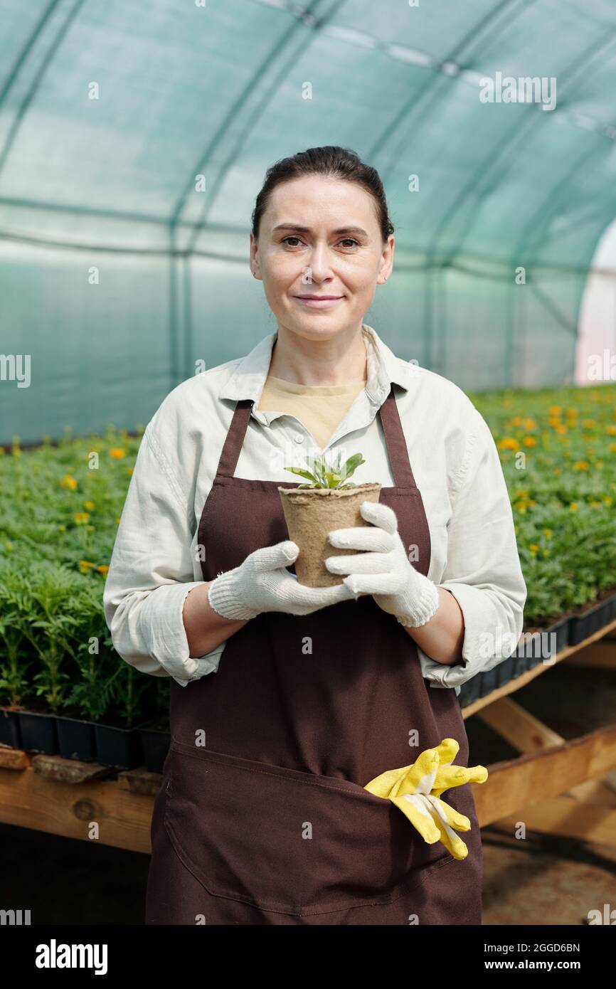 Gloved female fermer in apron holding pot with green seedling against ...