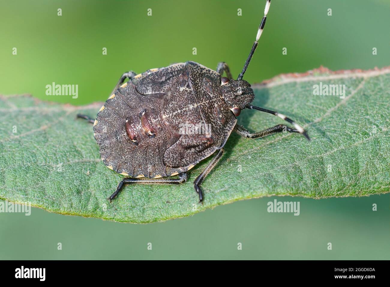 Closeup on a brown nymph of the Mottled stink bug, Rhapigaster nebulosa ...