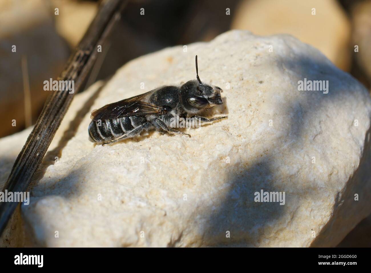 Closeup of the Hooked small-mason bee, Hoplitis adunca Stock Photo - Alamy