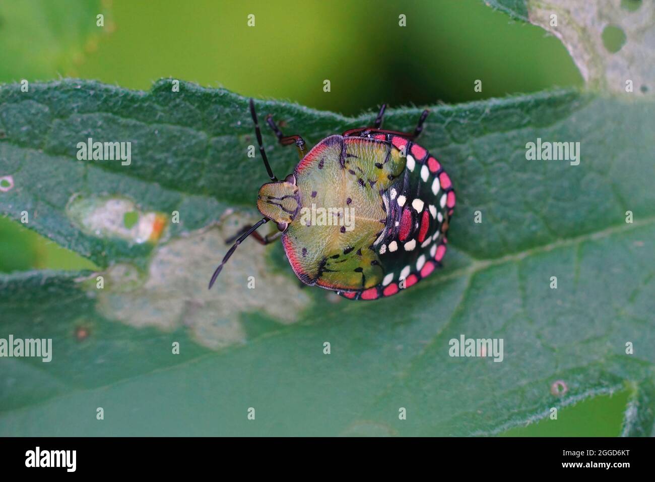 Closeup of a nymph of the Southern Green Stink Bug, Nezara virudula ...