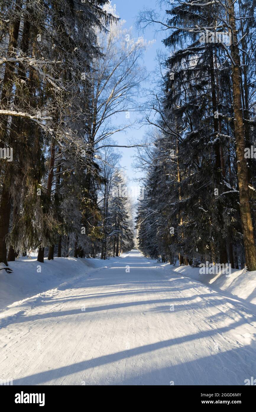 Winter spruce park with a sunlit pedestrian path between the trees ...