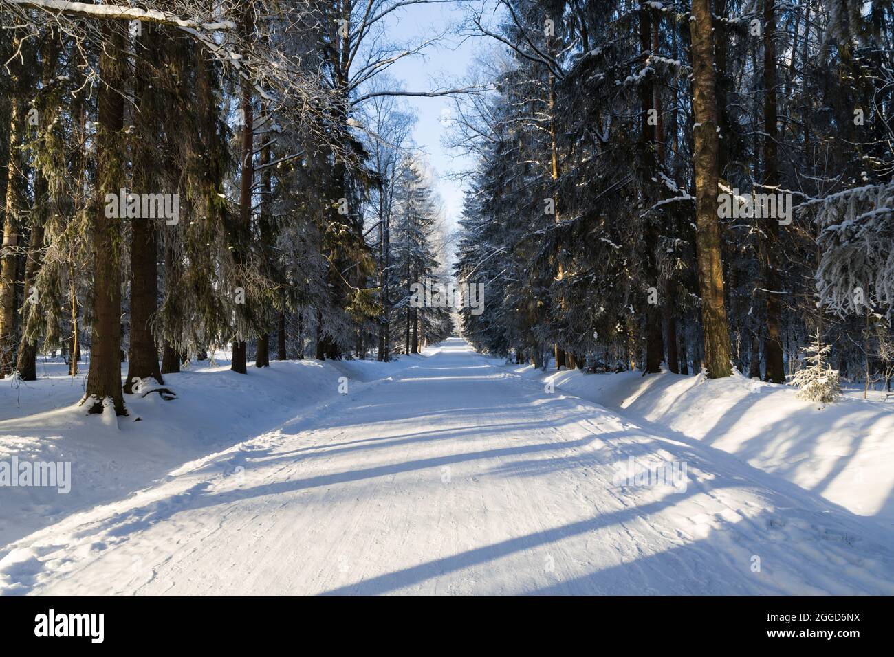 Winter spruce park with a sunlit pedestrian path between the trees ...