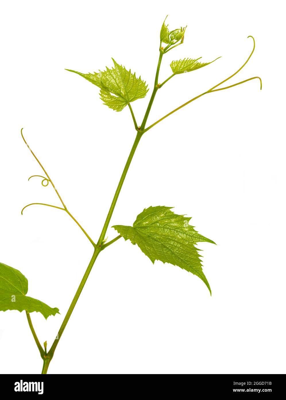 Grapevine border hi-res stock photography and images - Alamy