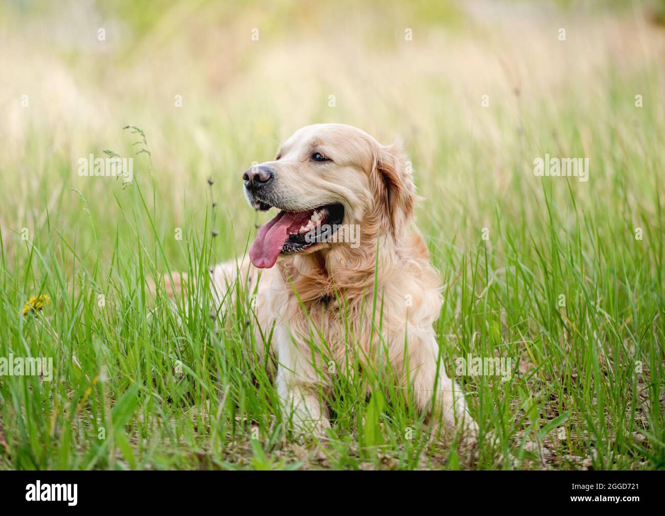 Golden retriever dog outdoors in summer Stock Photo - Alamy