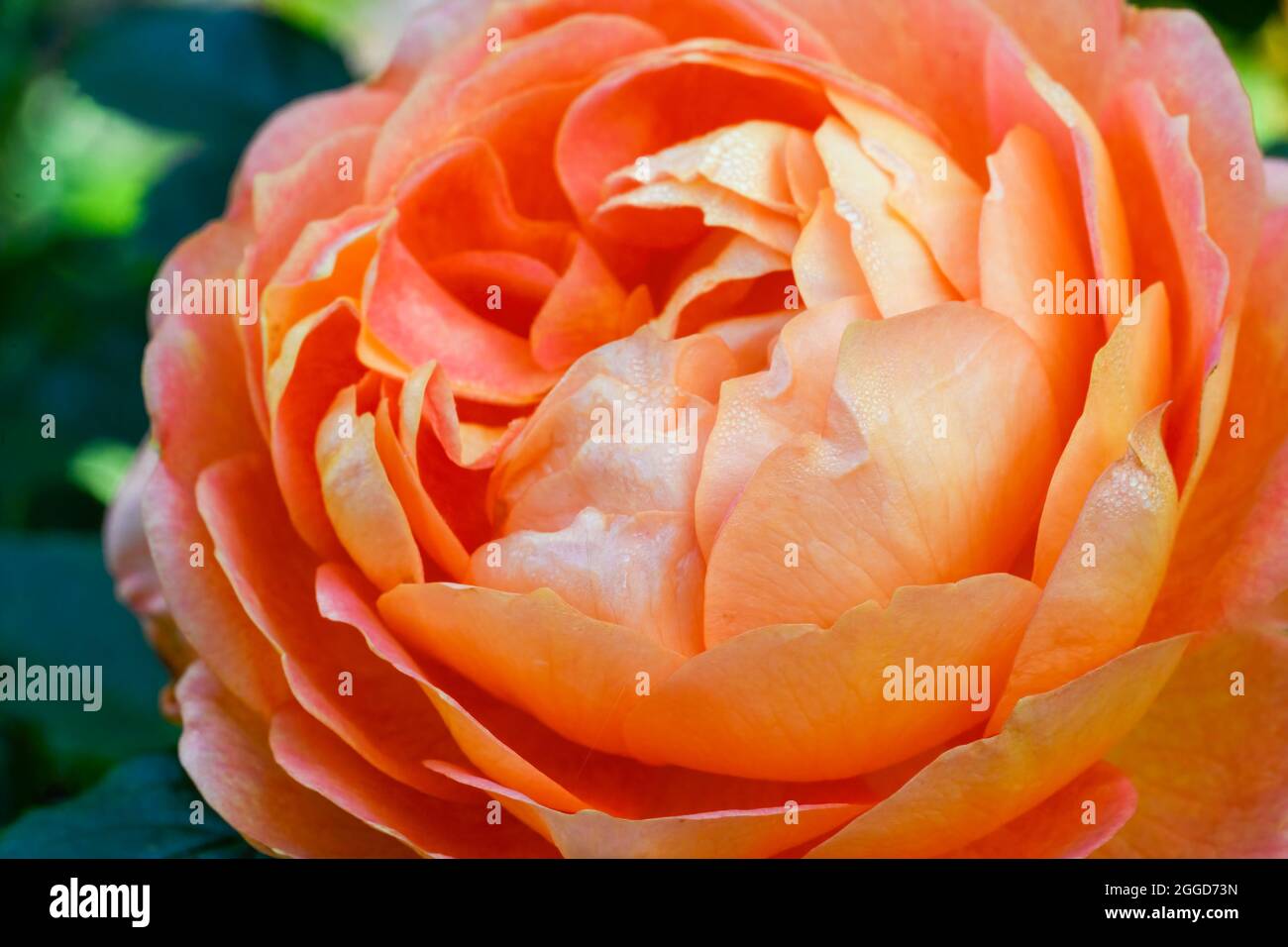 Popular english shrub hi-res stock photography and images - Alamy