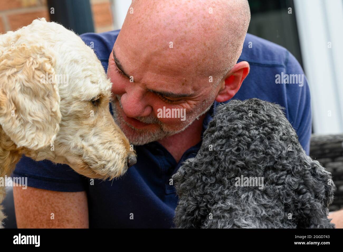 A bald headed man showing affection to his two Labradoodle dogs Stock ...