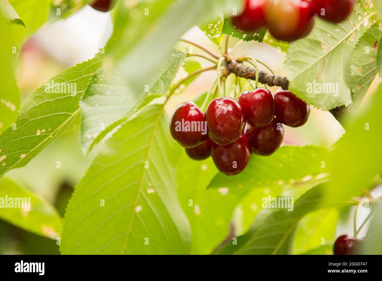 Closeup of ripe cherries on the branches in a field under the sunlight ...
