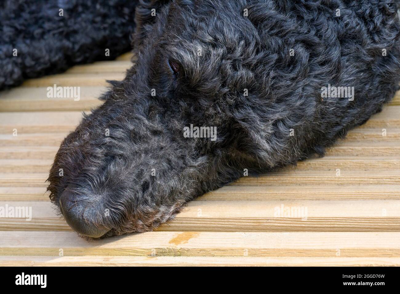 Closeup of the head of a curly haired black Labradoodle dog as it lies ...