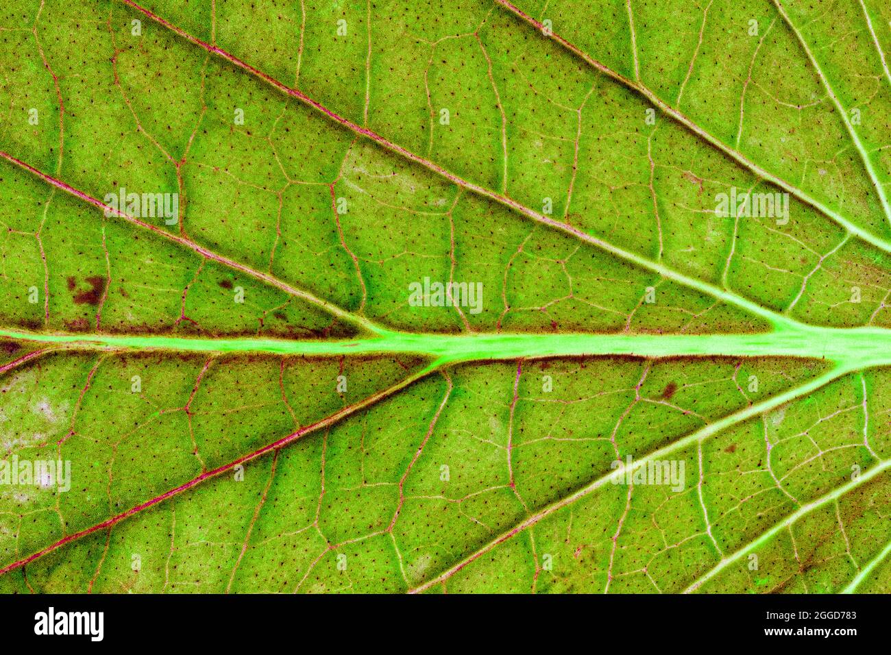Close up of green leaves showing the vein patterns Stock Photo - Alamy