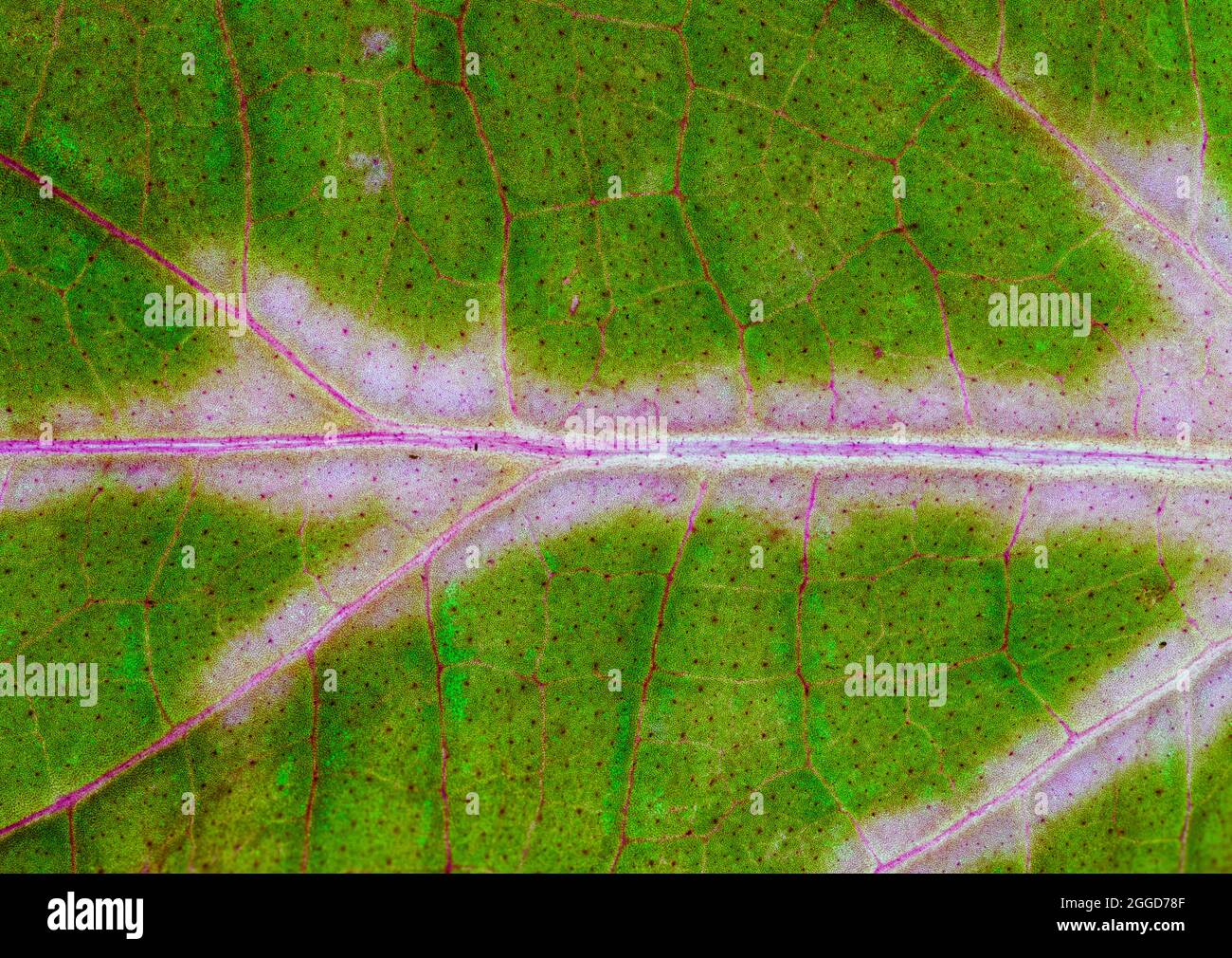 Close up of green leaves showing the vein patterns Stock Photo - Alamy