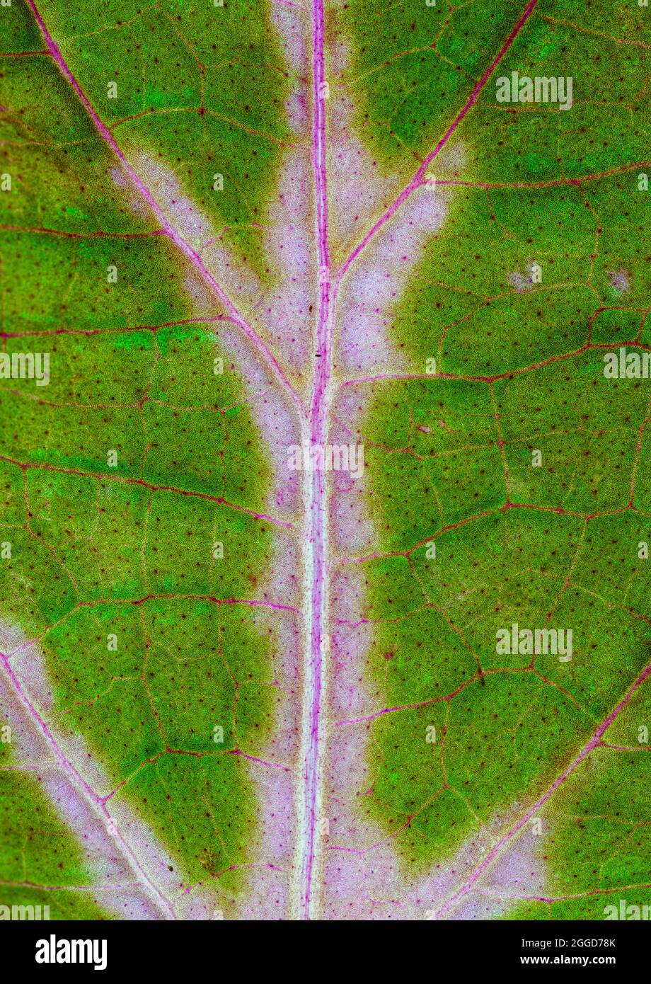 Close up of green leaves showing the vein patterns Stock Photo - Alamy