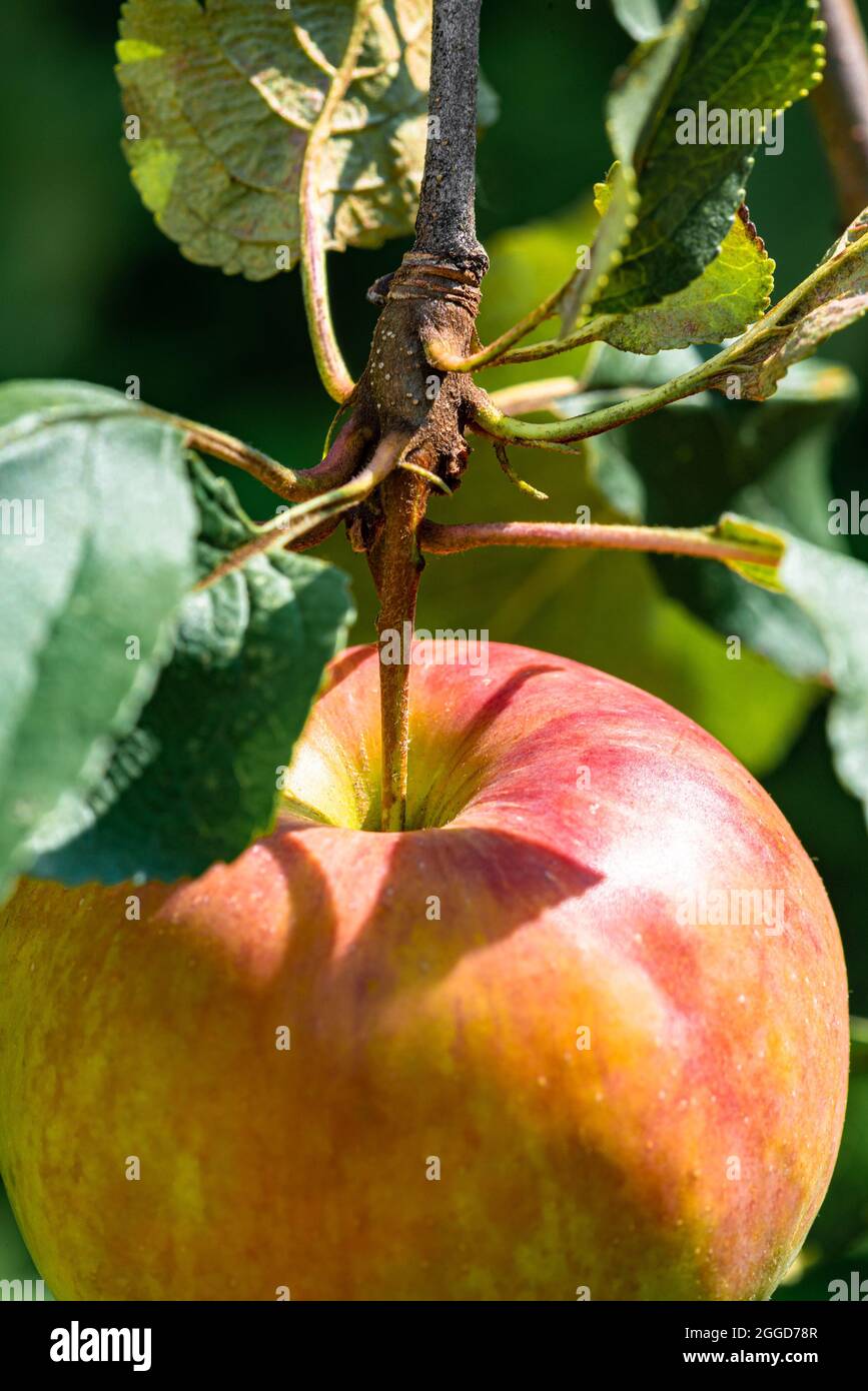 Single red apple on a tree branch hanging organic home grown fruit in ...