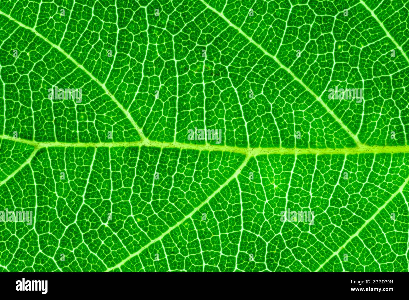 Close up of green leaves showing the vein patterns Stock Photo - Alamy