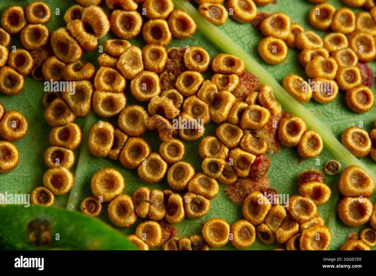 These galls are common infestations on the underside of Oak leaves in ...