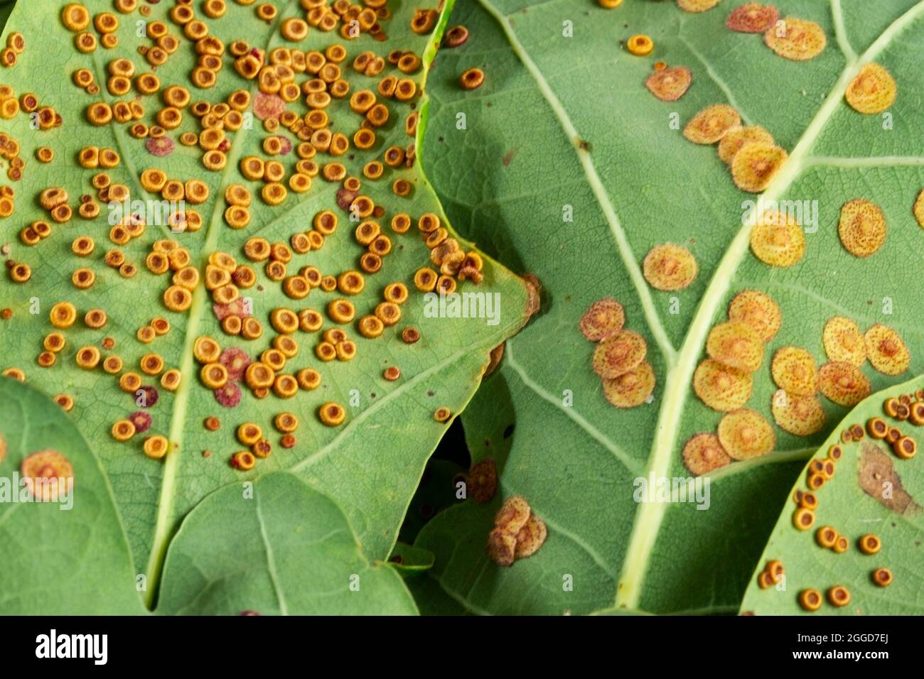 Two types of Spangle Gall on the underside of Oak leaves. The disc like ...