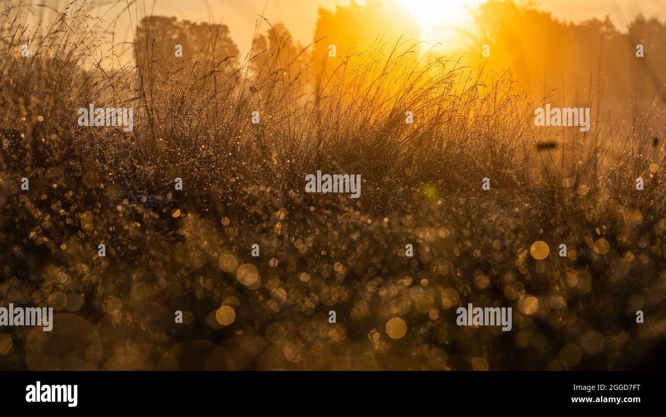 Oberhaverbeck, Germany. 31st Aug, 2021. Morning dew covers grasses in ...