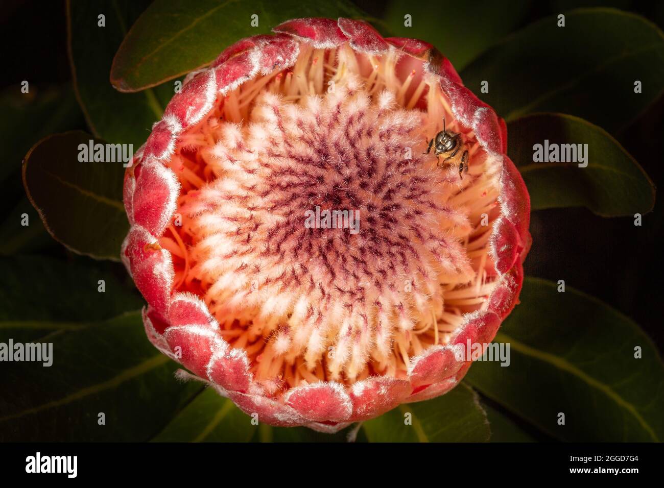Top view of a bee in a protea flower in a field with a blurry ...