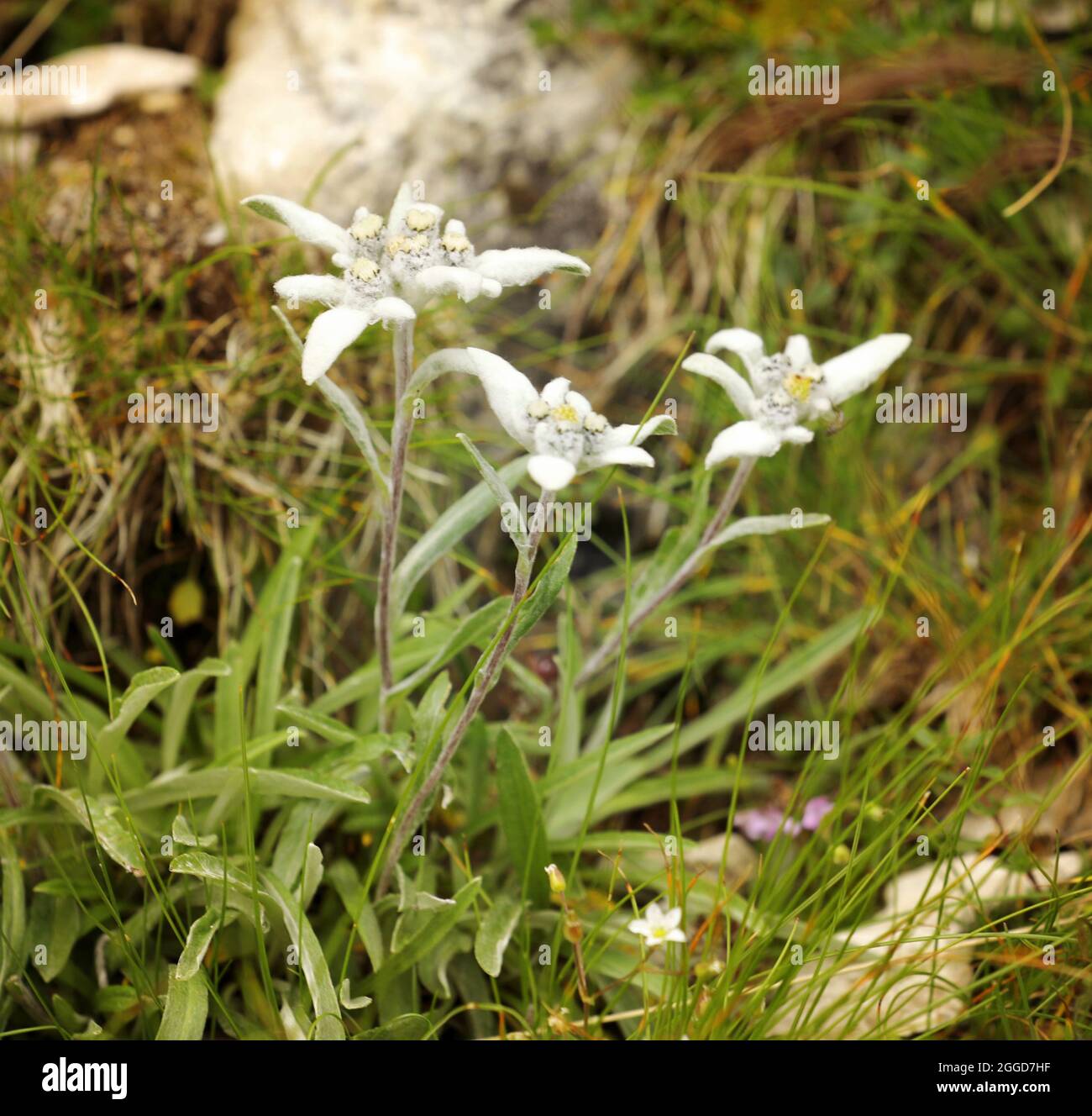 Edelweiss in the dolomites hi-res stock photography and images - Alamy