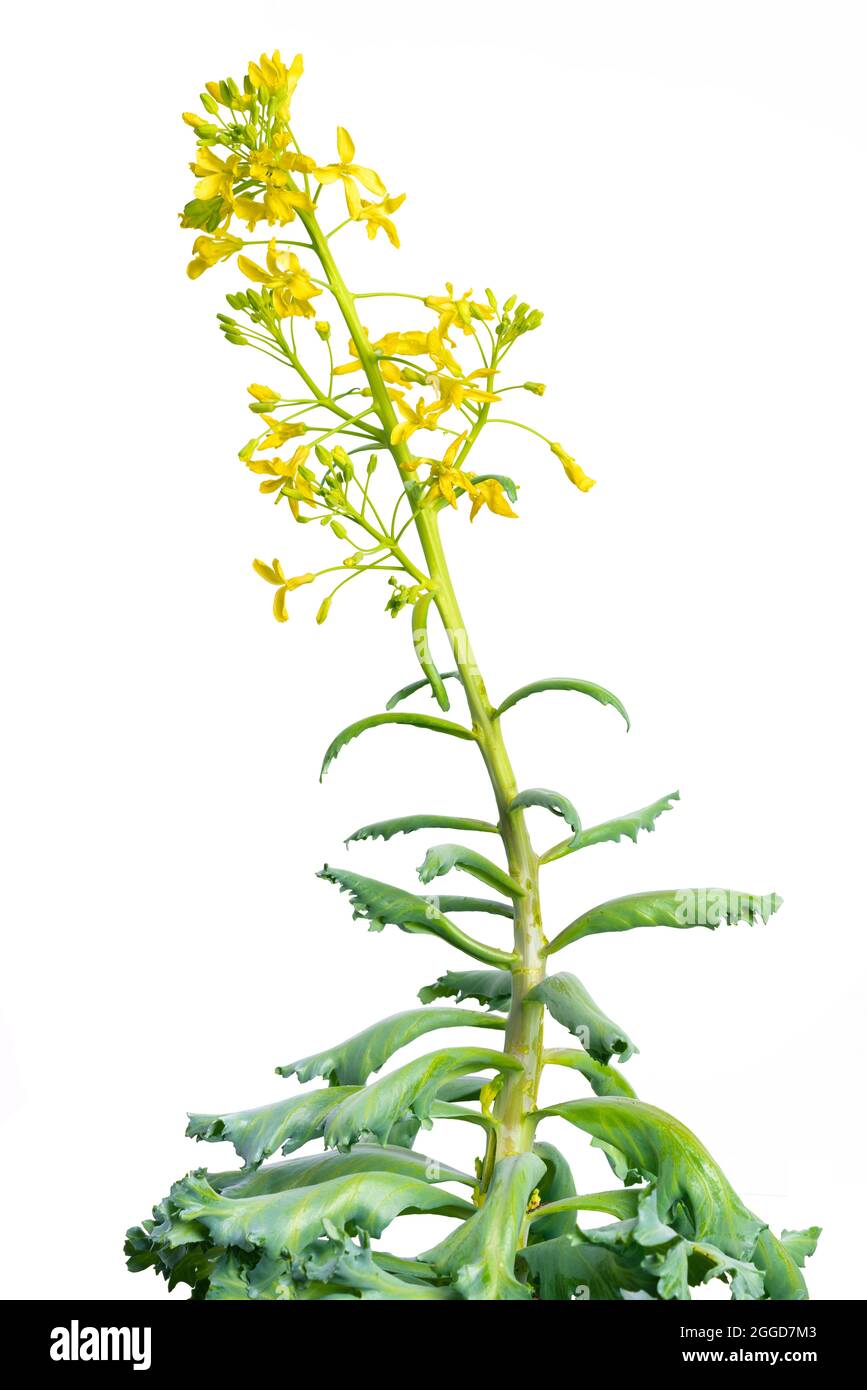 Common vegetable cabbage inflorescence yellow flowers which appears in ...