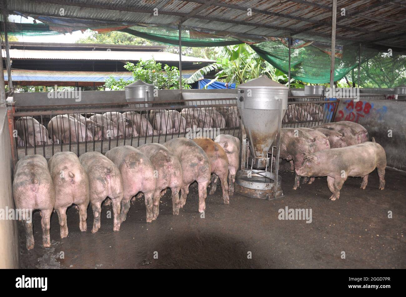 farmer's pig farm, herd of pigs are eating food Stock Photo - Alamy
