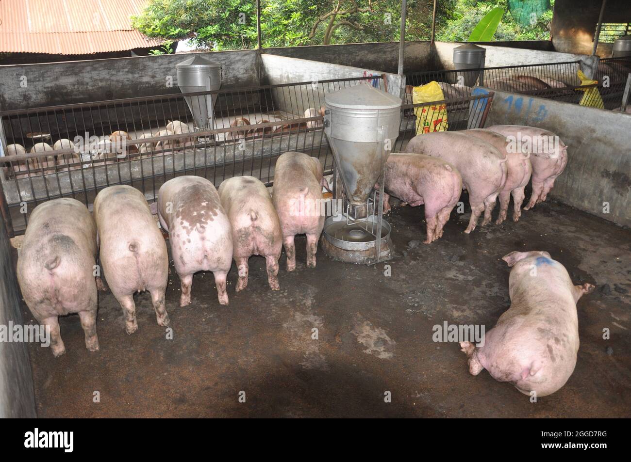 farmer's pig farm, herd of pigs are eating food Stock Photo - Alamy