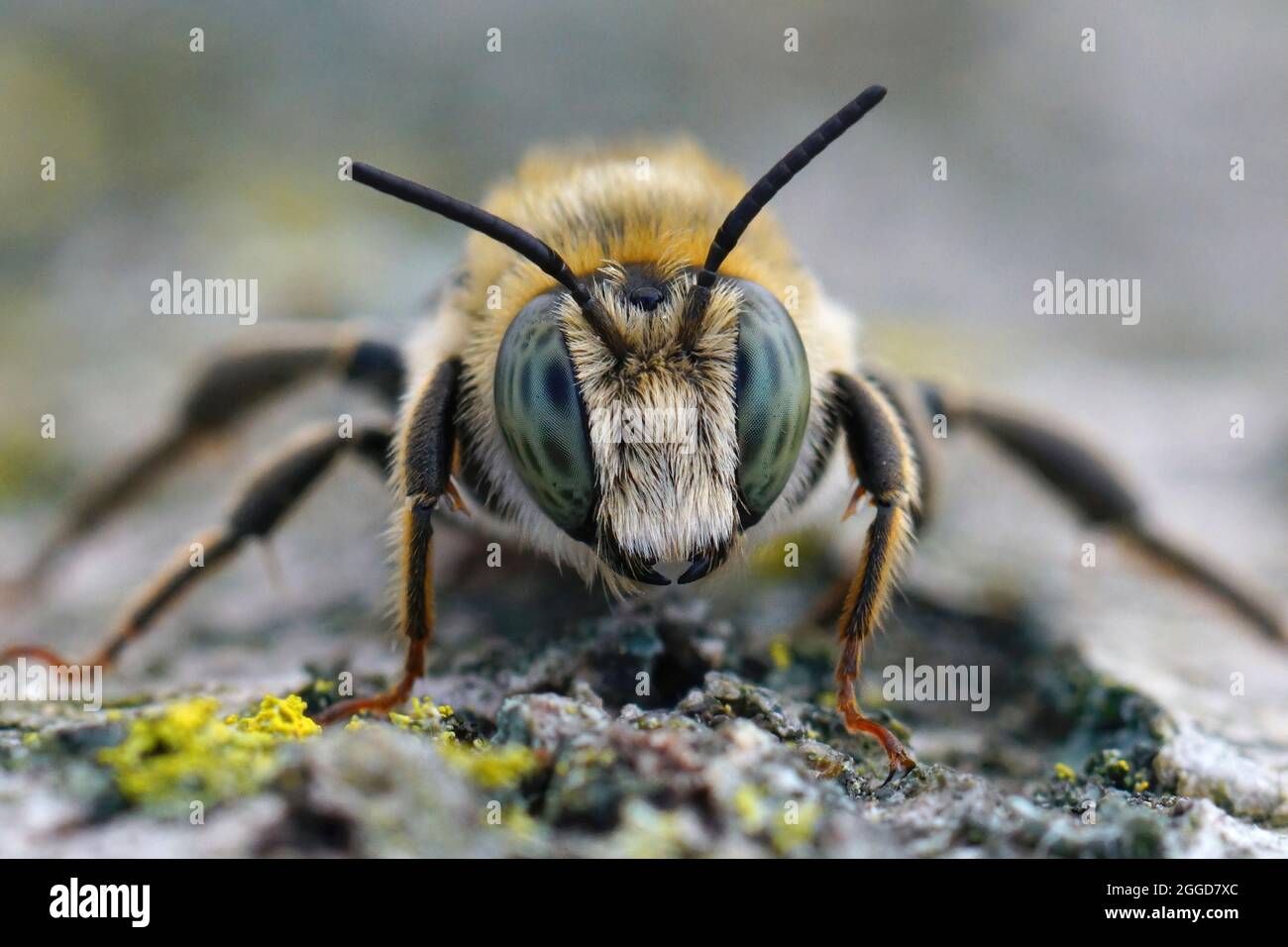 Frontal closeup on a male golden-tailed woodborer bee, Lithurgus ...