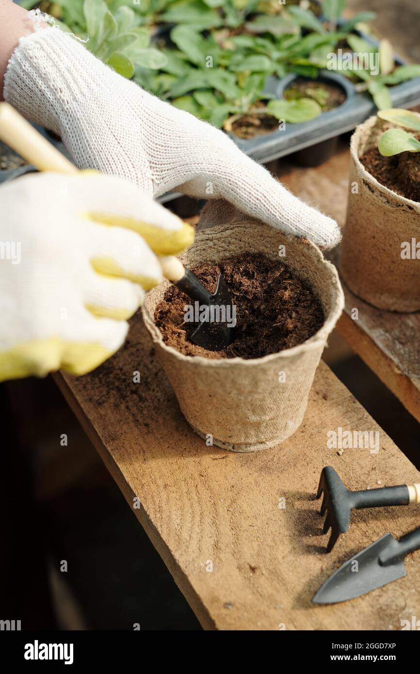 Transplanting seedlings hi-res stock photography and images - Alamy