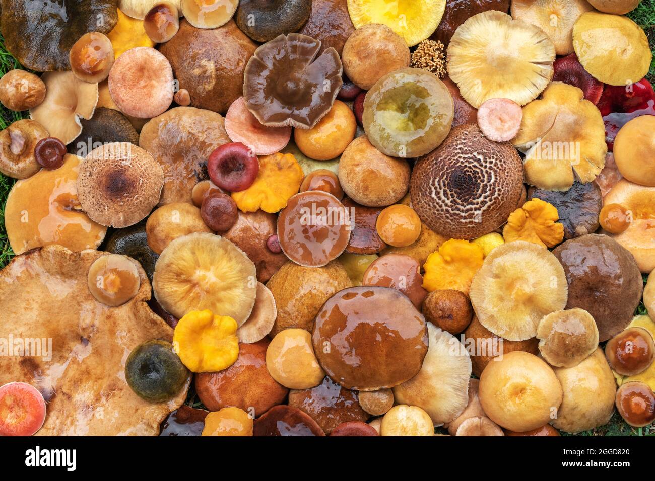 Nature and food concept. European edible mushrooms. Various sizes ...