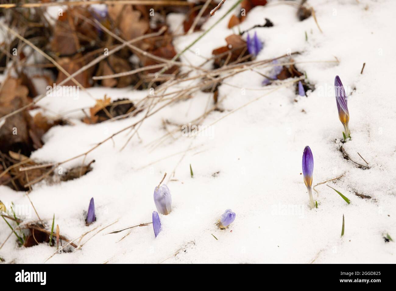 Purple roses sprouting through the snow in the forest Stock Photo - Alamy