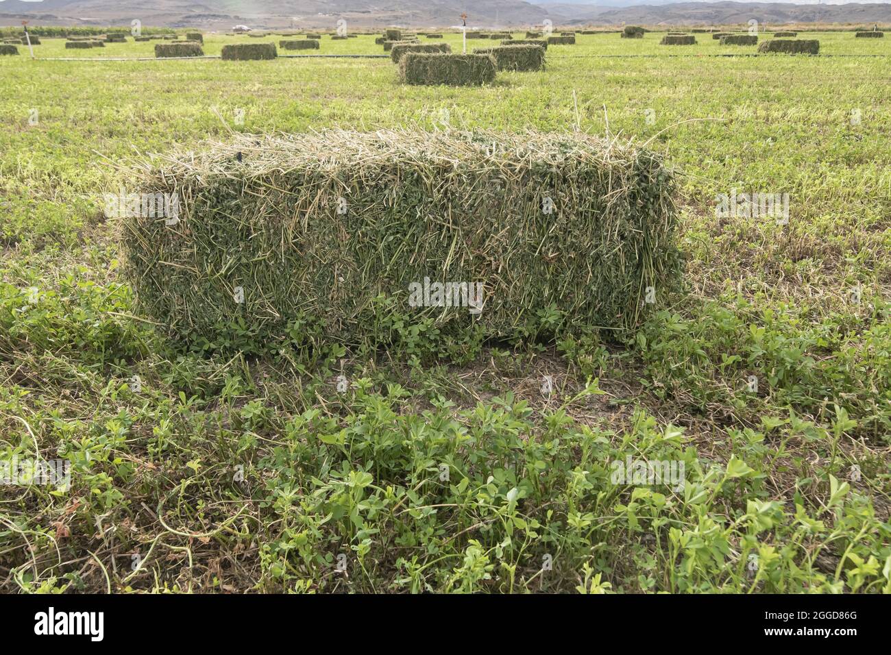 Clover harvesting and green straw bales for farm animal feed in the ...
