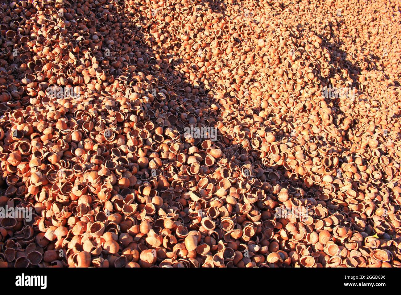 Walnut shells texture hi-res stock photography and images - Alamy