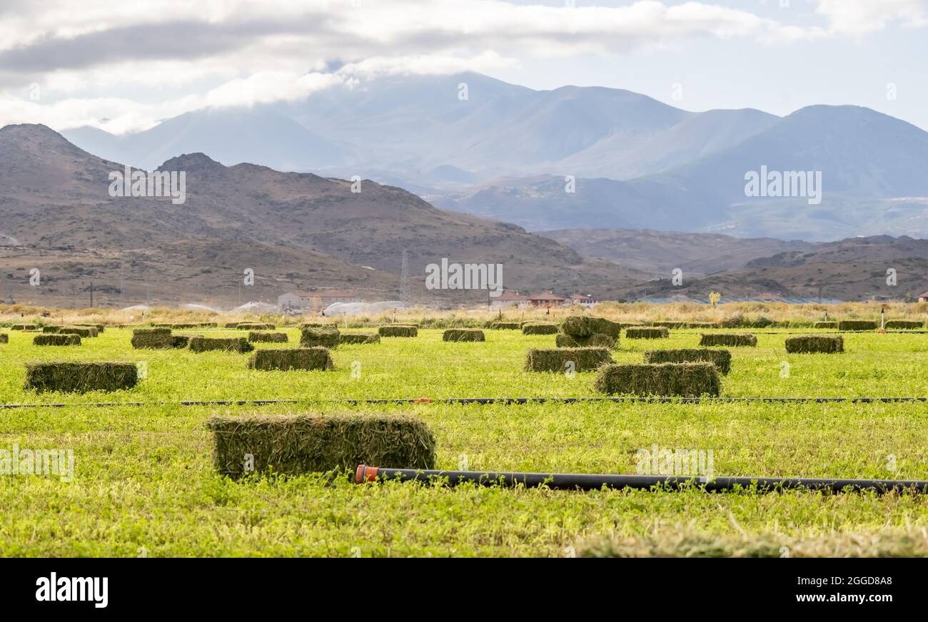 Clover harvesting and green straw bales for farm animal feed in the ...