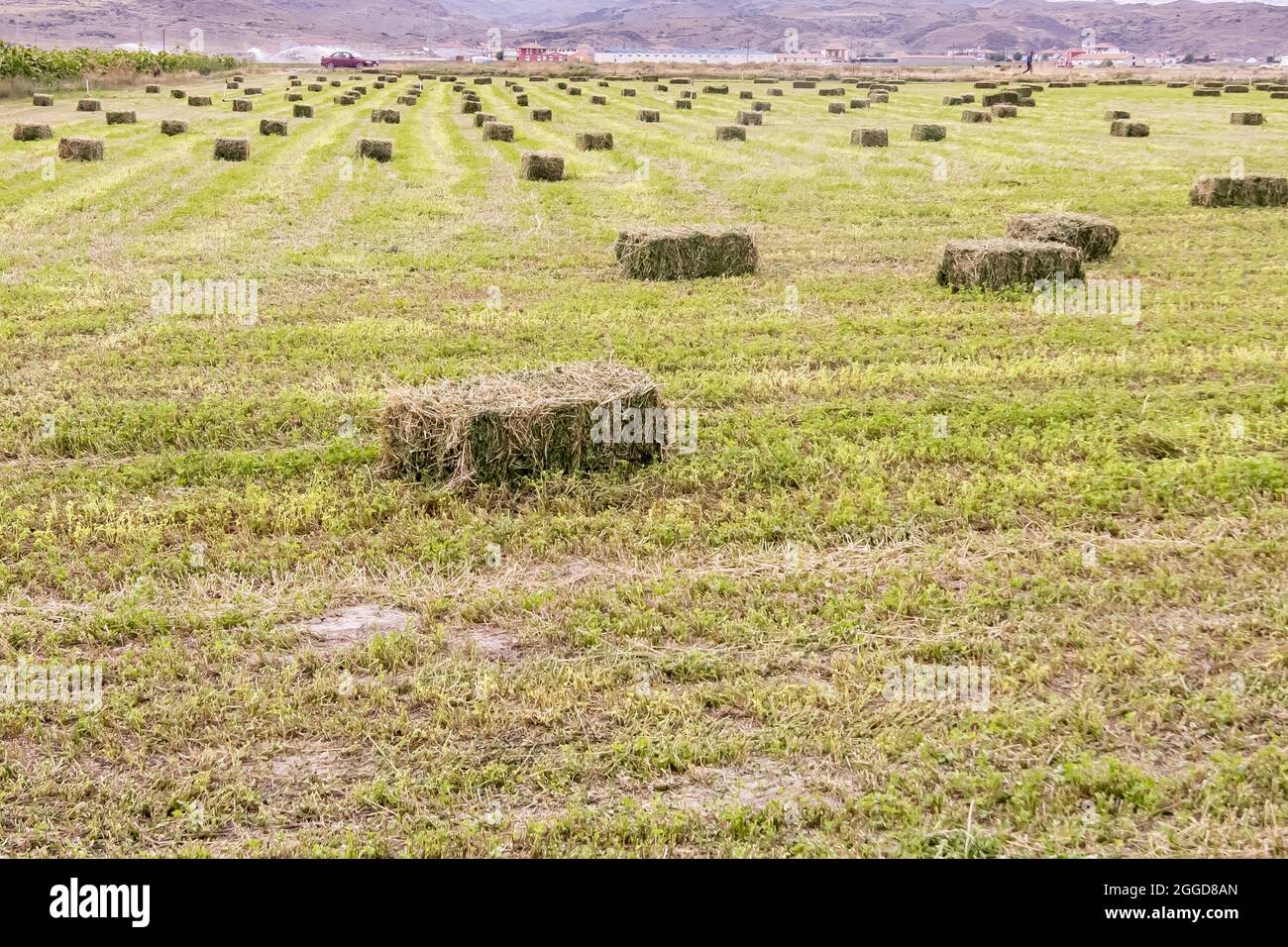 Clover harvesting and green straw bales for farm animal feed in the ...