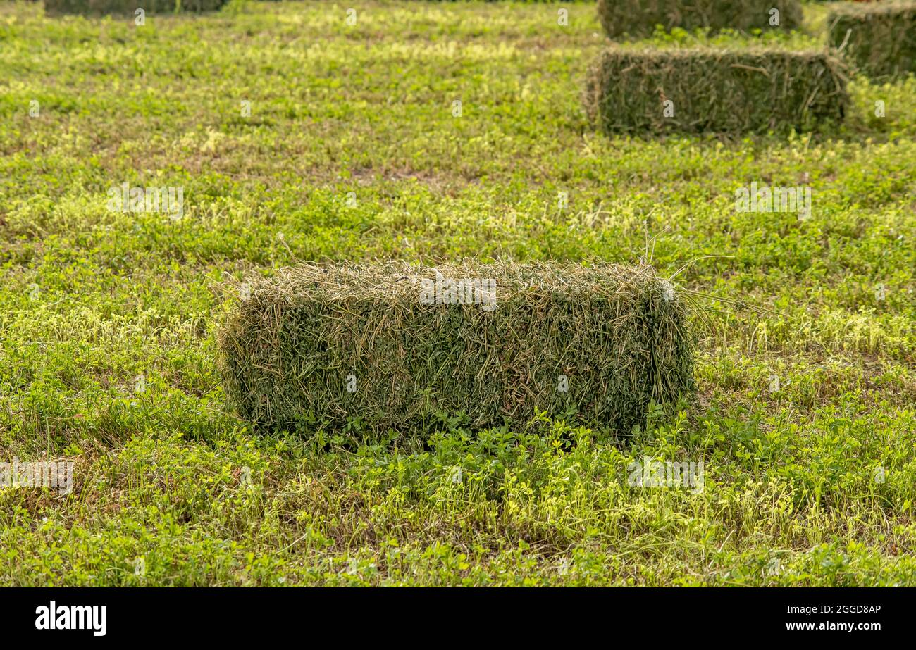 Shot of the clover harvesting and green straw bales in the field for ...