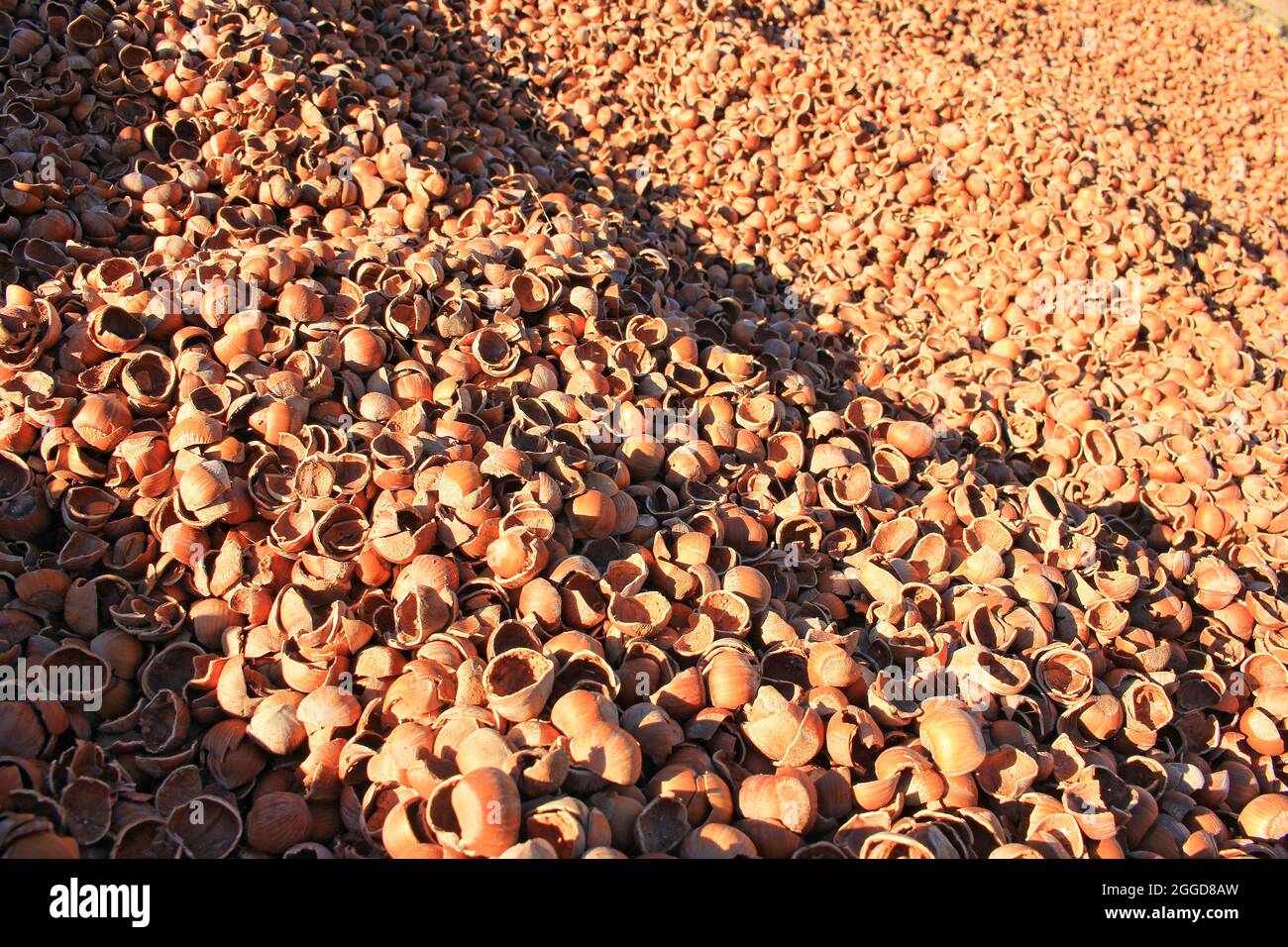 Walnut shells texture hi-res stock photography and images - Alamy