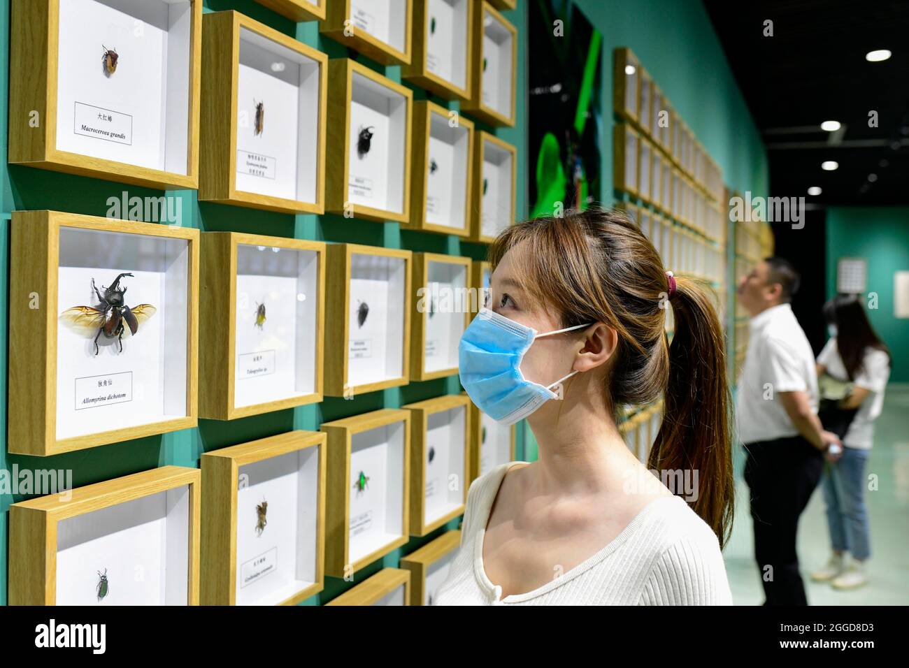 HOHHOT, CHINA - AUGUST 31, 2021 - Visitors watch an insect exhibition ...