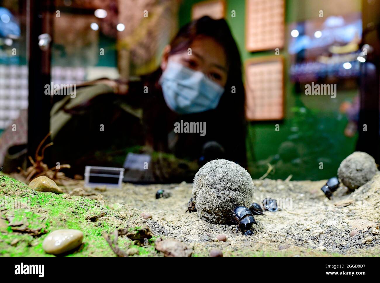 HOHHOT, CHINA - AUGUST 31, 2021 - Visitors watch an insect exhibition ...