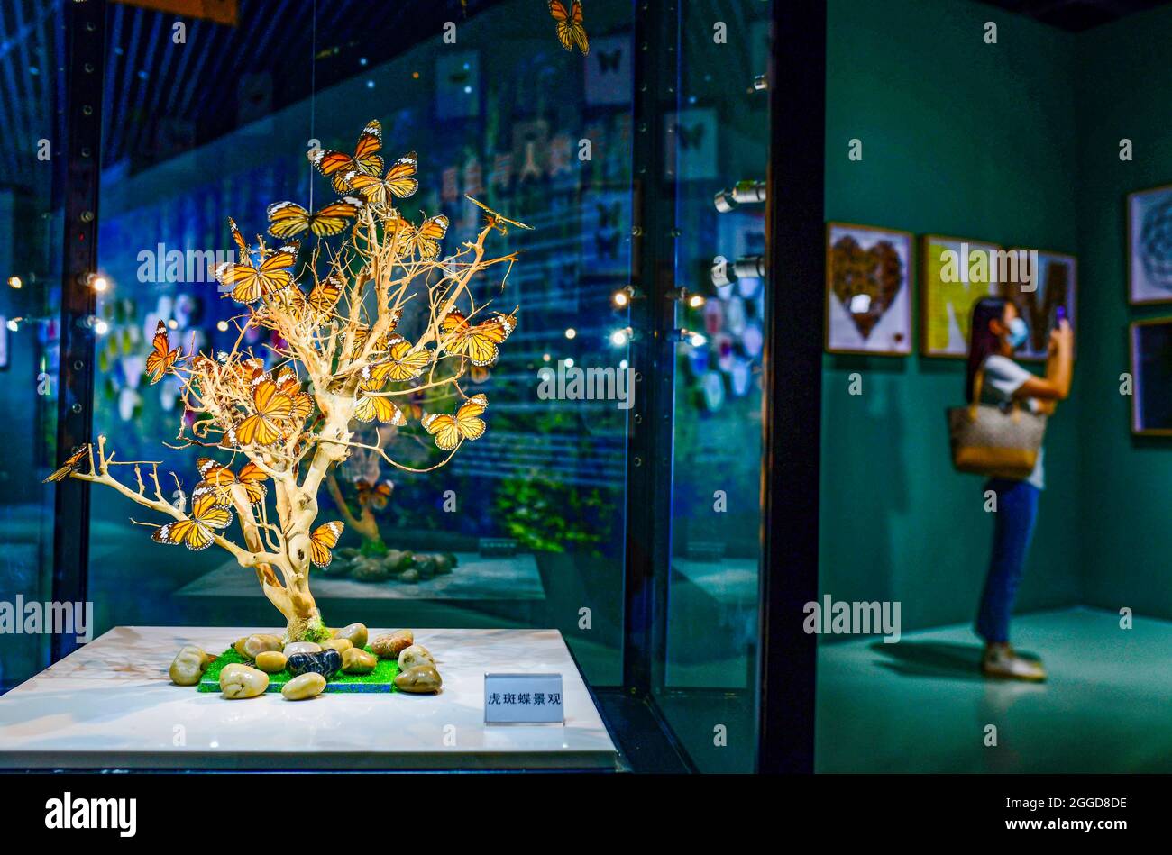 HOHHOT, CHINA - AUGUST 31, 2021 - Visitors watch an insect exhibition ...