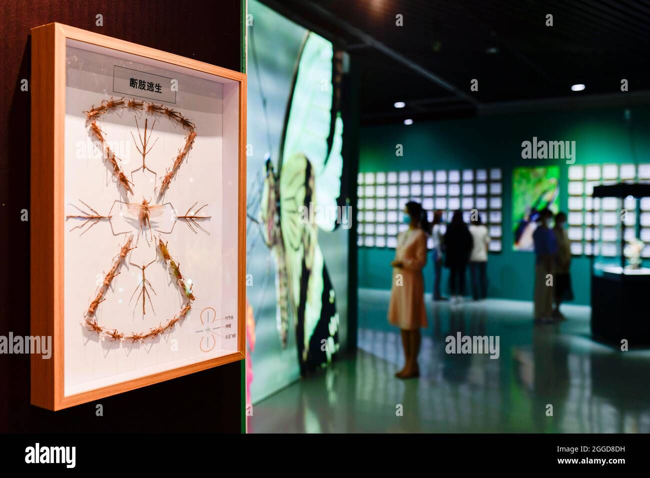 HOHHOT, CHINA - AUGUST 31, 2021 - Visitors watch an insect exhibition ...