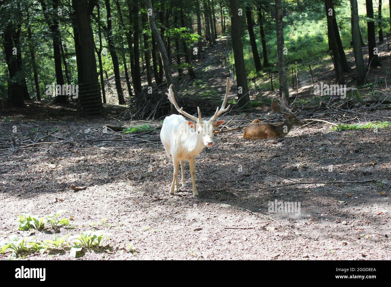 White buck standing in the middle of the forest and a brown buck ...