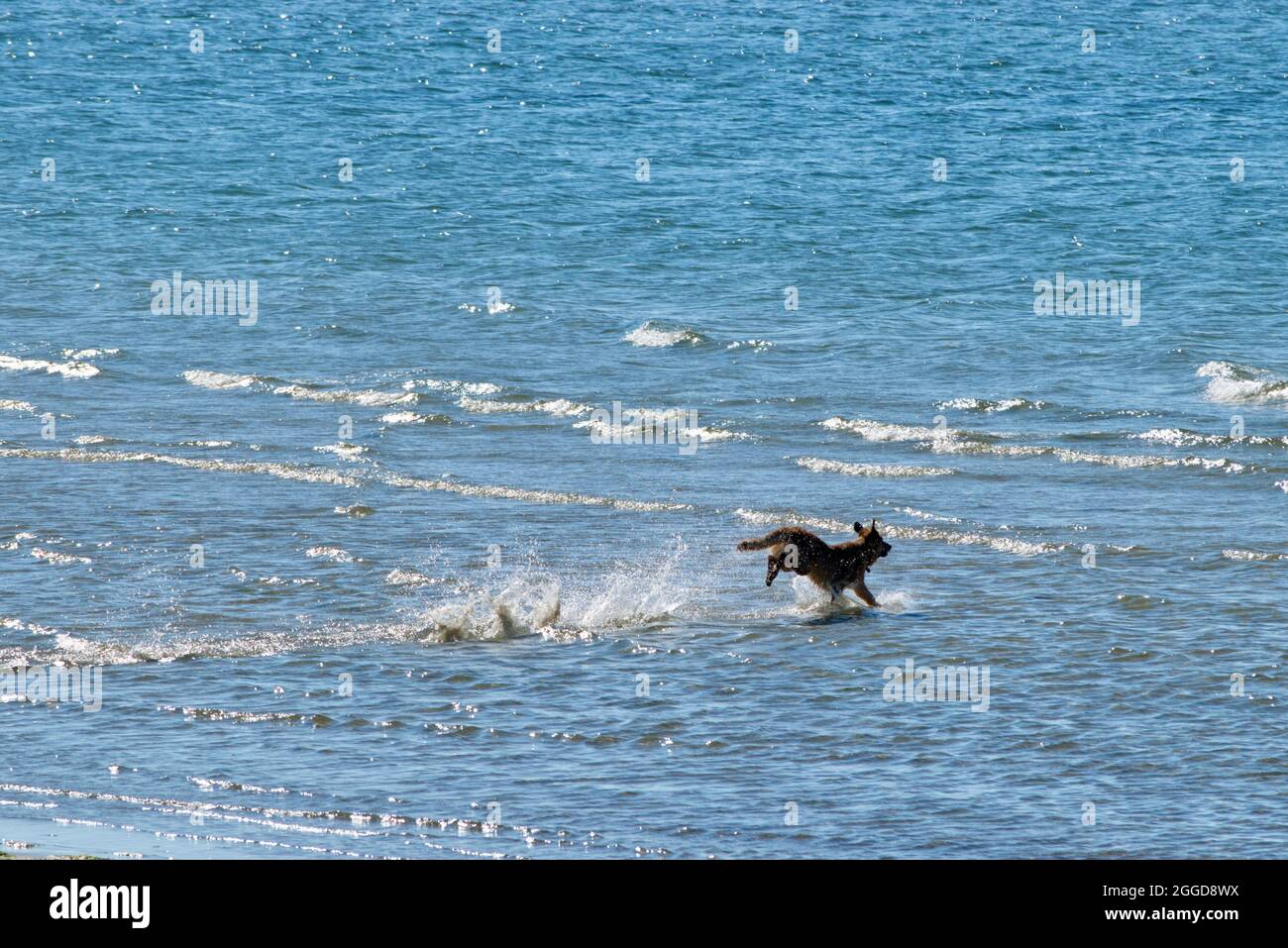 Dog running in sea water at beach Stock Photo - Alamy