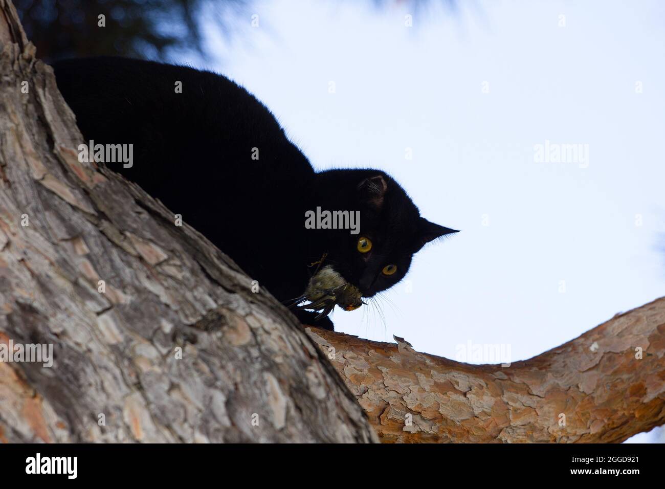 A black cat caught a beautiful bird in a tree Stock Photo - Alamy