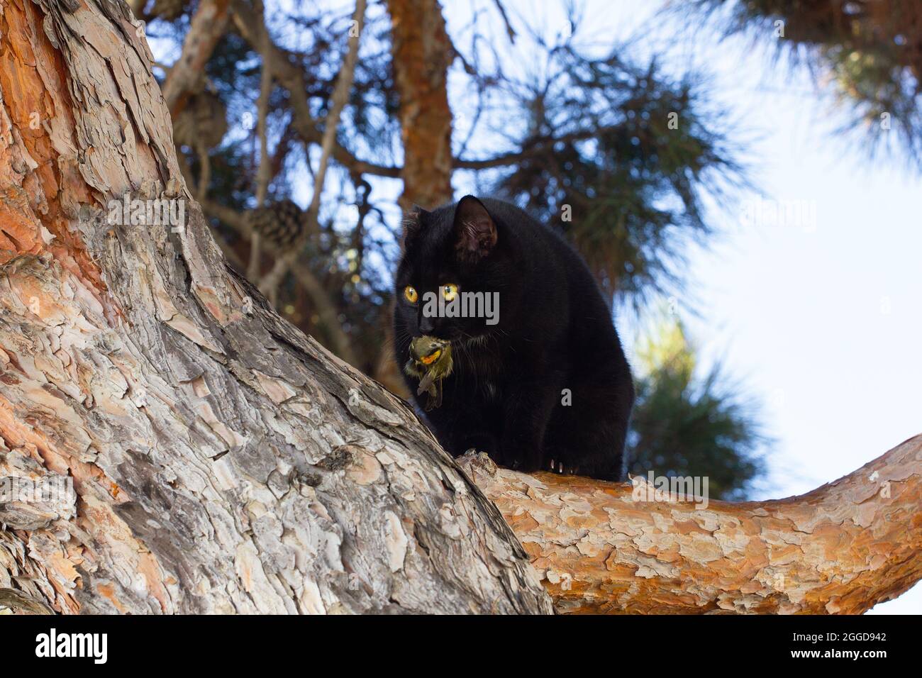 A black cat caught a beautiful bird in a tree Stock Photo - Alamy