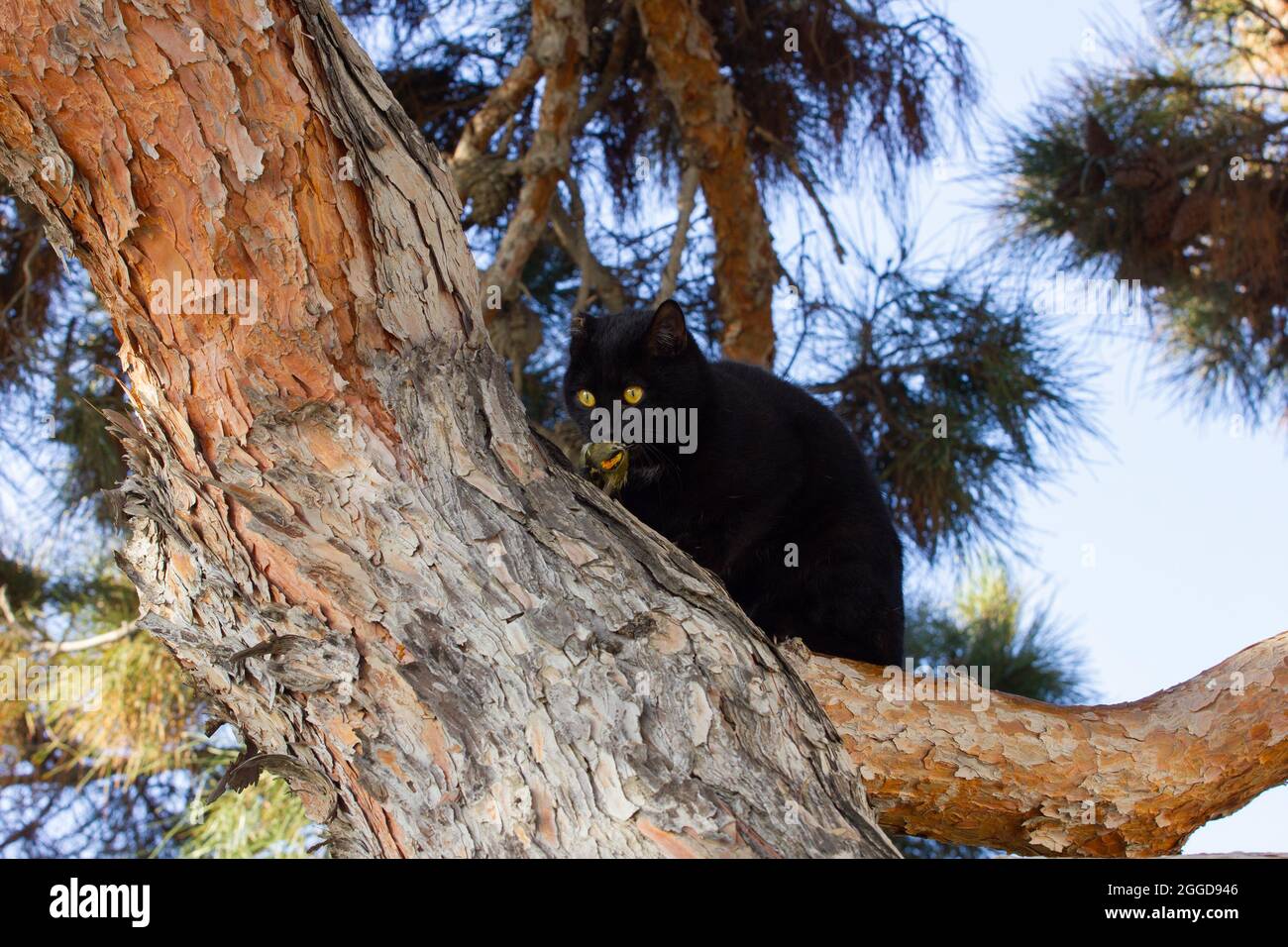 A black cat caught a beautiful bird in a tree Stock Photo - Alamy